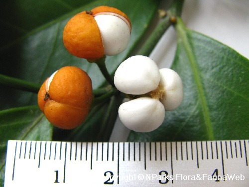 NParks | Suregada multiflora