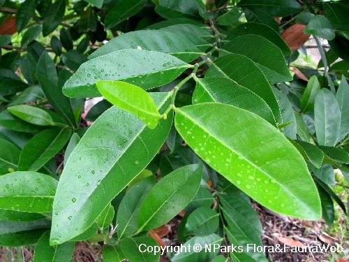 NParks | Suregada multiflora