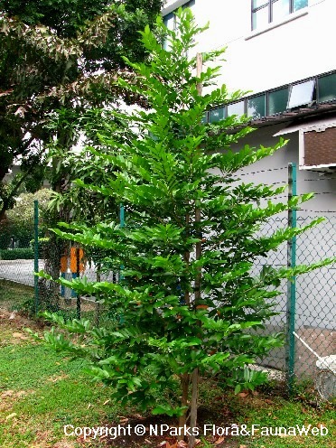 NParks | Suregada multiflora