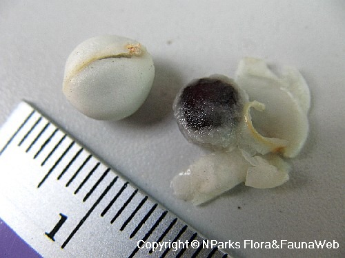 NParks | Suregada multiflora