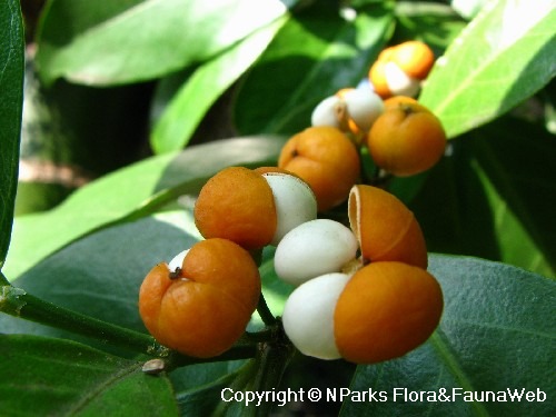 NParks | Suregada multiflora