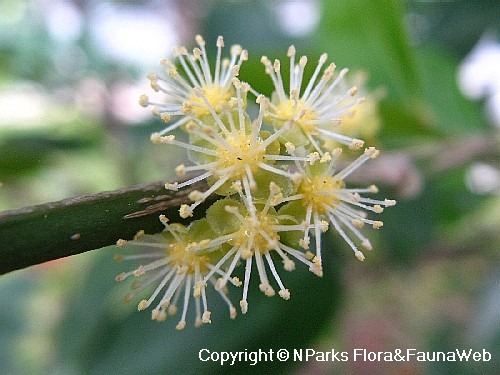 NParks | Suregada multiflora