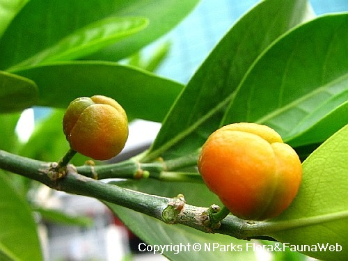 NParks | Suregada multiflora