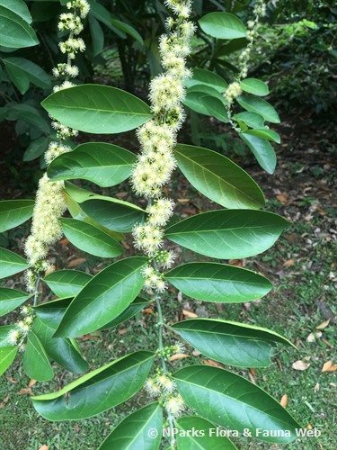 NParks | Suregada multiflora