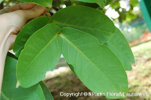 NParks | Syzygium aqueum