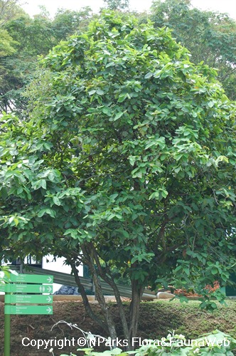 Jambu Plant