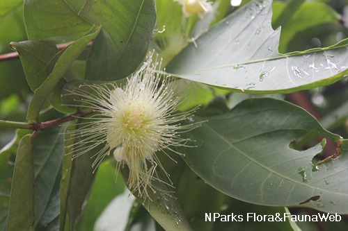 NParks | Syzygium aqueum