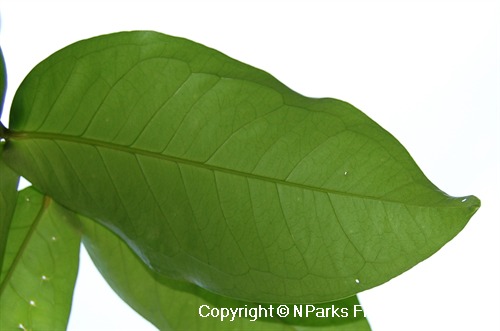 NParks | Syzygium aqueum