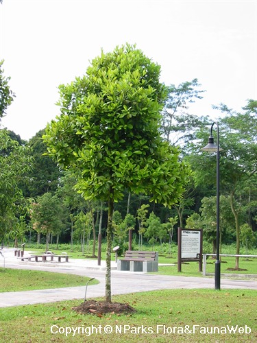 NParks | Syzygium borneense