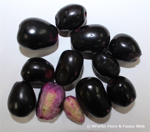 NParks | Syzygium cumini