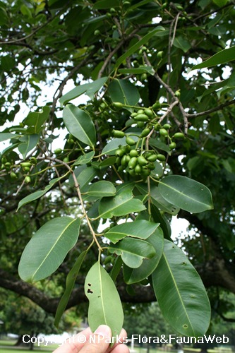 NParks | Syzygium cumini