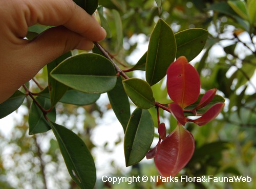NParks | Syzygium glaucum