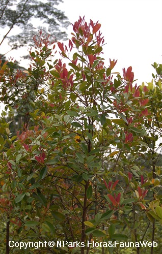 NParks | Syzygium glaucum