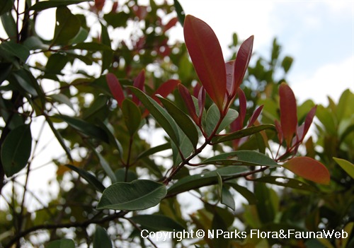NParks | Syzygium glaucum