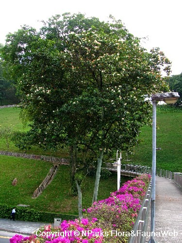 NParks | Syzygium grande