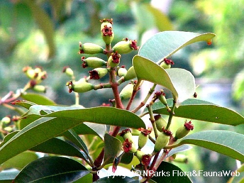 NParks | Syzygium grande
