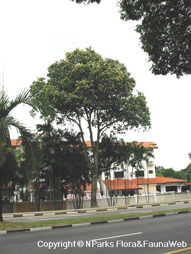 NParks | Syzygium grande