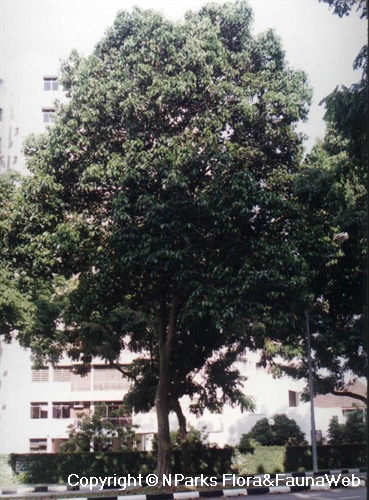 NParks | Syzygium grande