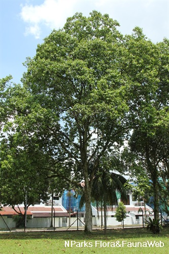 Jambu Tree Tropical Rainforest