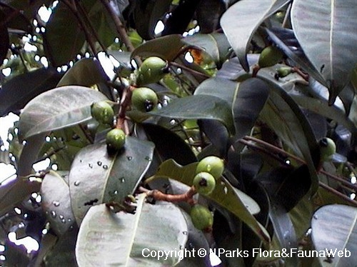 NParks | Syzygium grande