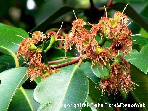 NParks | Syzygium grande