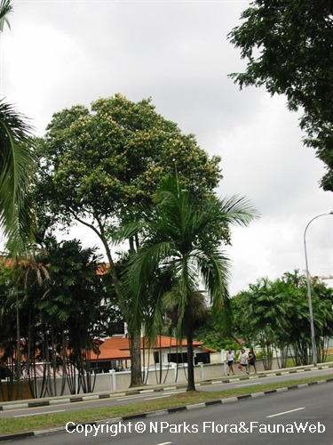 NParks | Syzygium grande