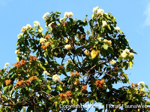 NParks | Syzygium grande