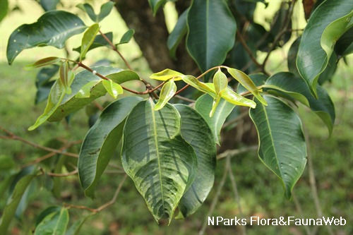 NParks | Syzygium grande