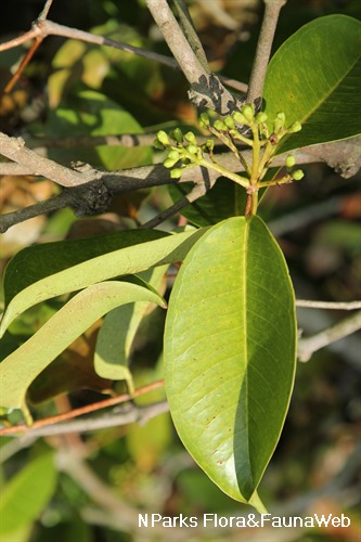 NParks | Syzygium grande