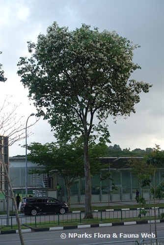 NParks | Syzygium grande