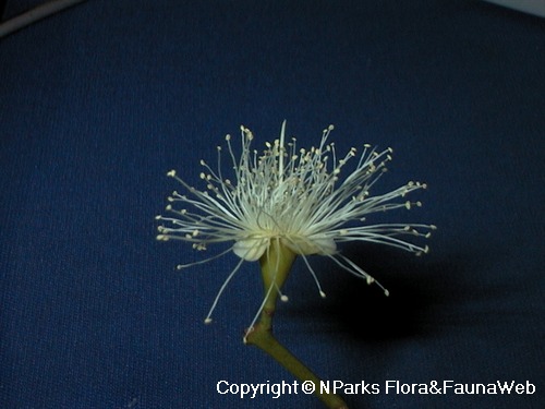 NParks | Syzygium grande