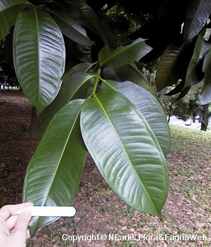 NParks | Syzygium grande