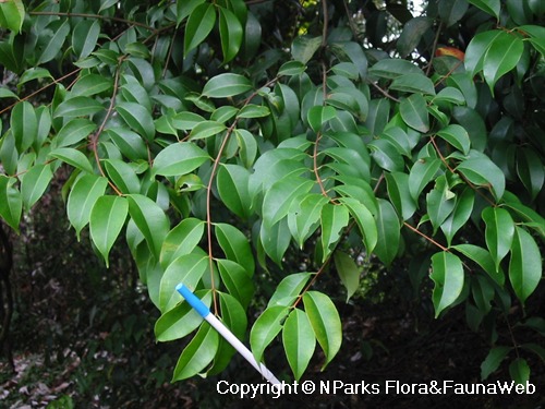 NParks | Syzygium cerasiforme