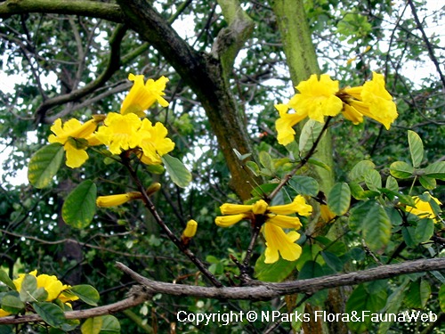 NParks | Handroanthus chrysotrichus