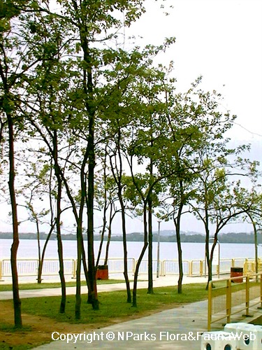 NParks | Handroanthus chrysotrichus