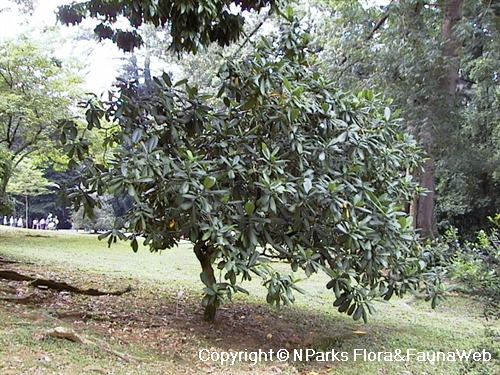 NParks | Tabernaemontana pachysiphon