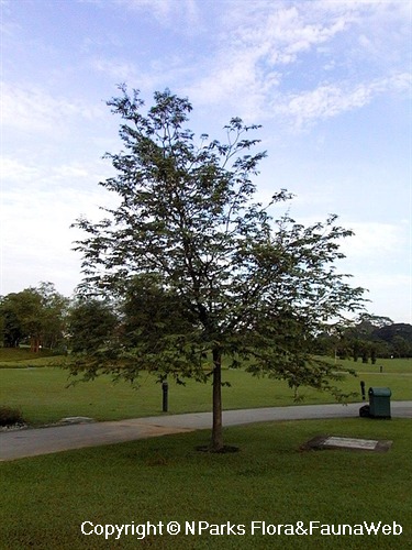 NParks | Tamarindus indica