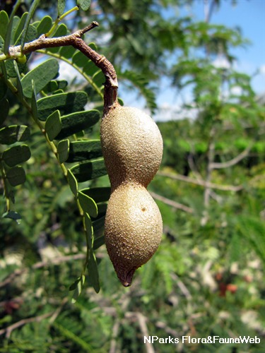 NParks | Tamarindus indica