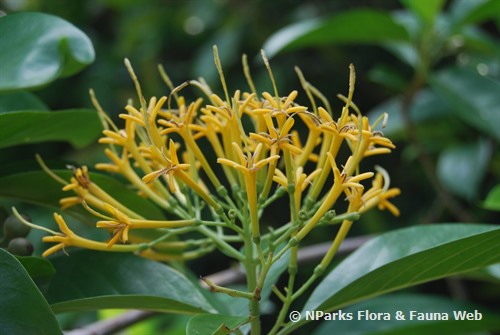 NParks | Tarenna fragrans