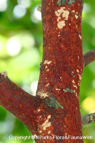 NParks | Tarenna fragrans