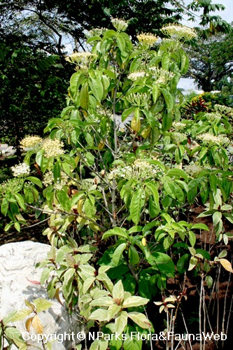 NParks | Tarenna fragrans