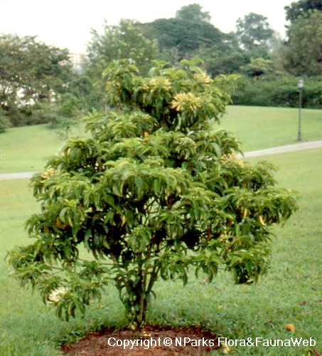 NParks | Tarenna fragrans