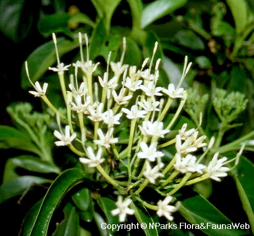 NParks | Tarenna fragrans