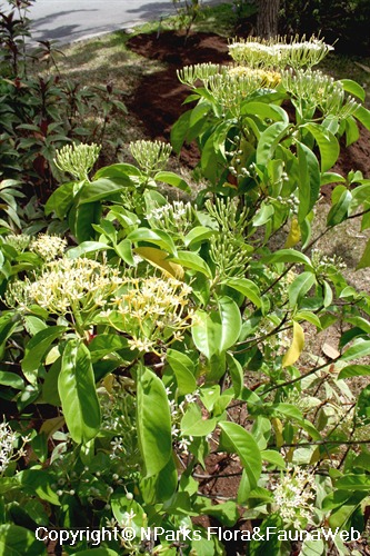 NParks | Tarenna fragrans