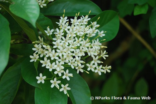 NParks | Tarenna fragrans