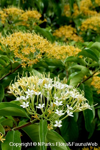 NParks | Tarenna fragrans