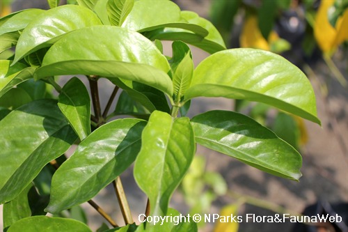 NParks | Tarenna fragrans