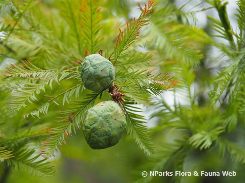 NParks | Taxodium distichum