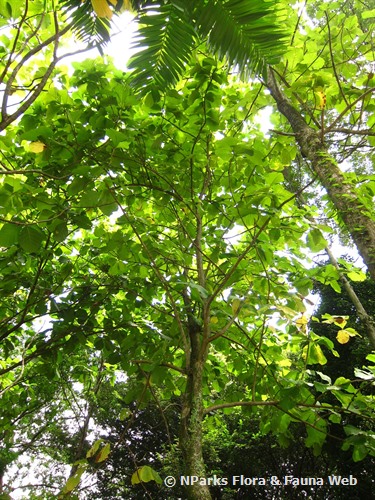 NParks | Tectona grandis