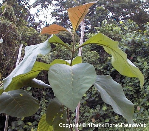 NParks | Tectona grandis